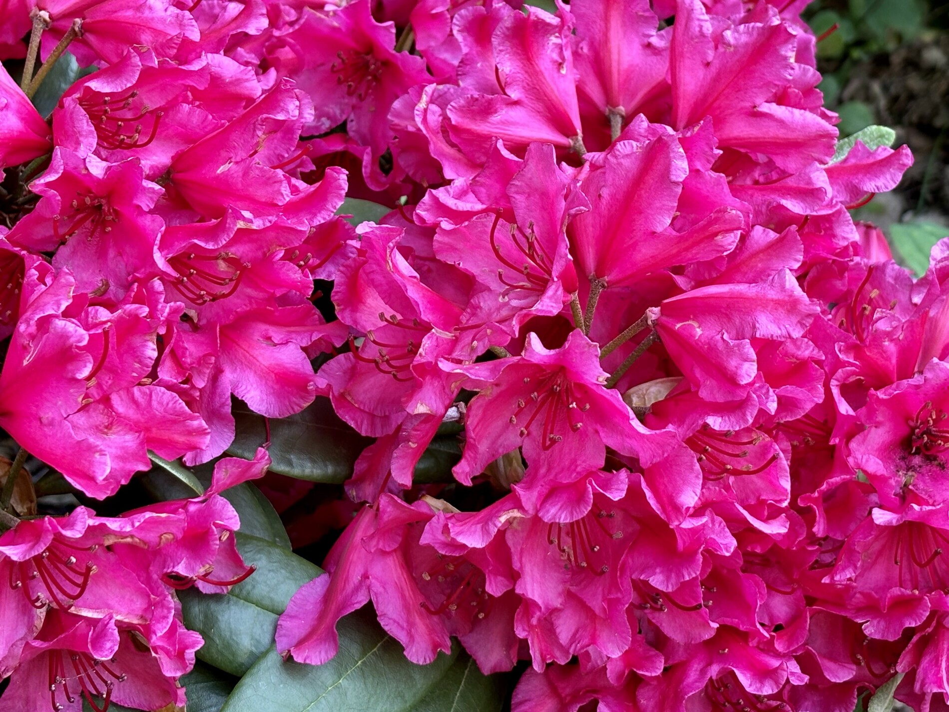 Rhododendron Neon Kiss 2024 - Твой Сад Хостинг изображений